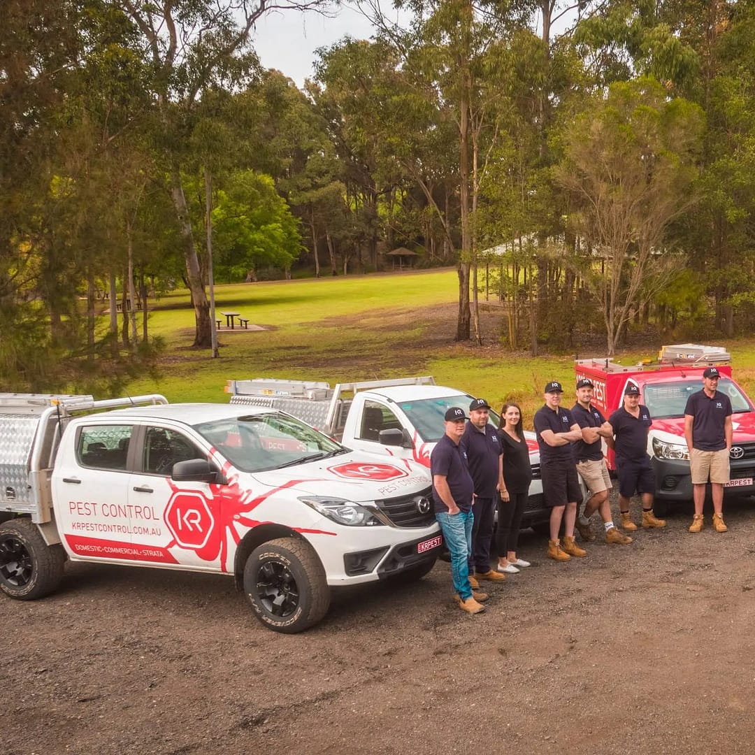 Carpet Beetles - KR Pest Control