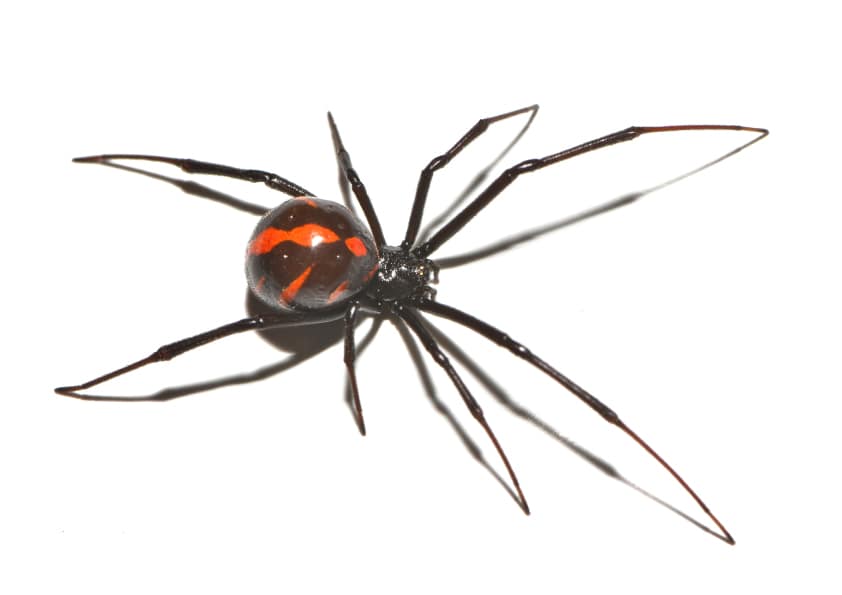 Spiders