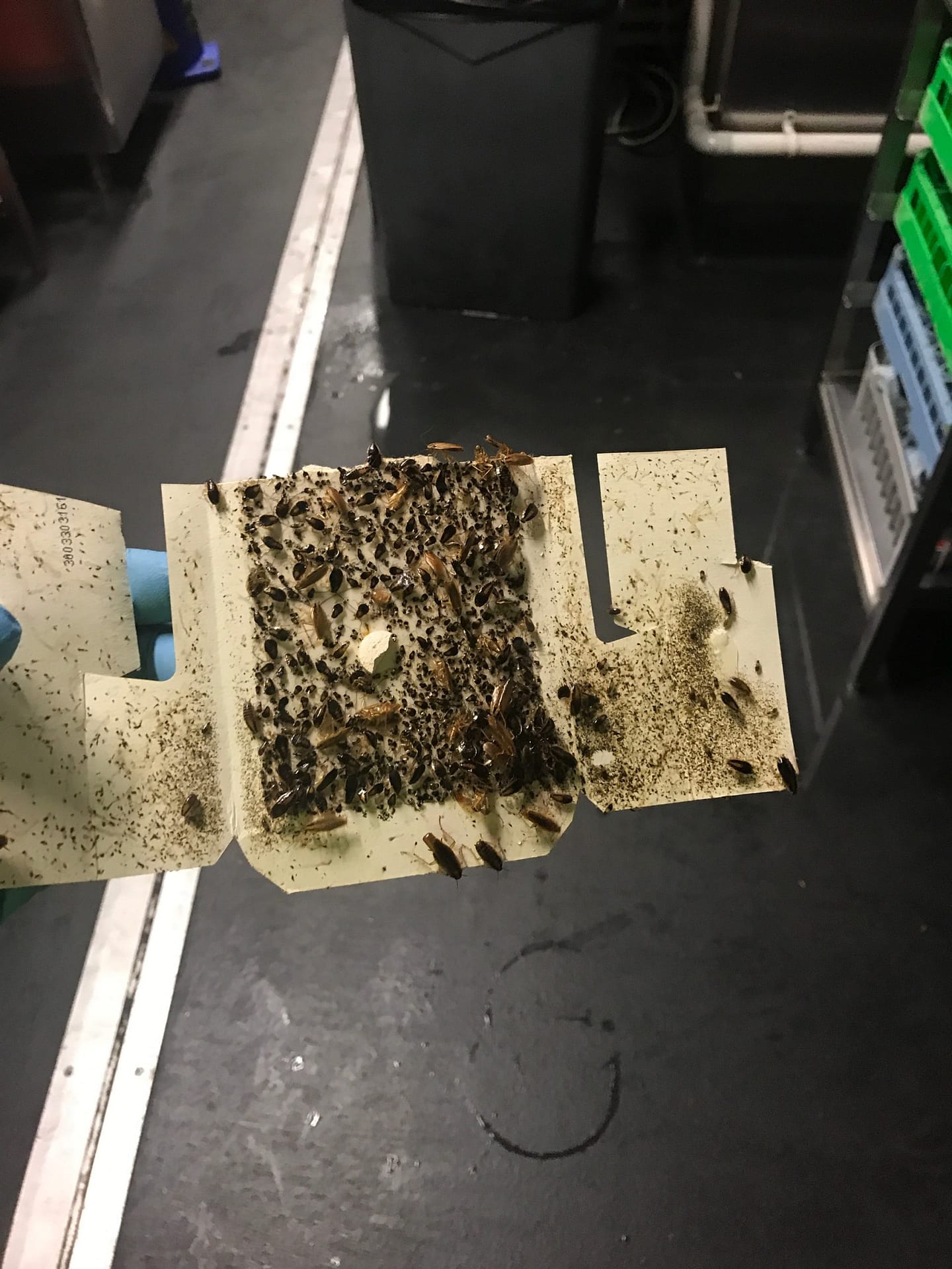 Cockroach Infestations - KR Pest Control