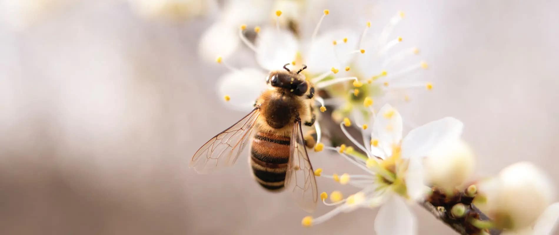 Bee Friendly to our Bees - KR Pest Control