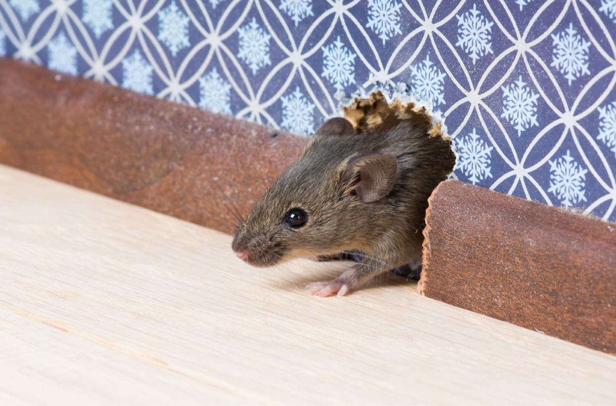 5 Best Pest Control Tips and Tricks to Keep Pests Away