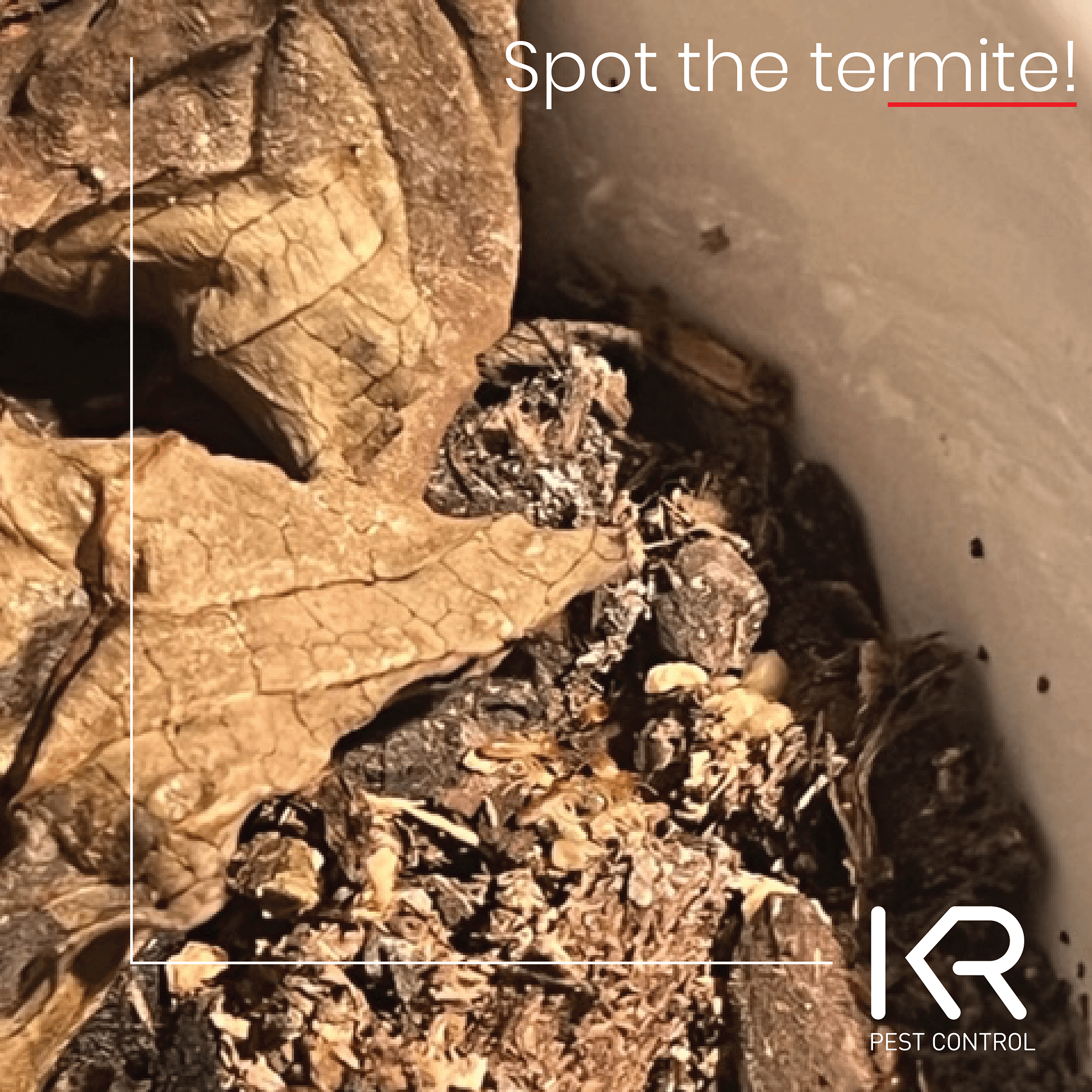 How to Spot Termite Activity & Treat Them - KR Pest Control